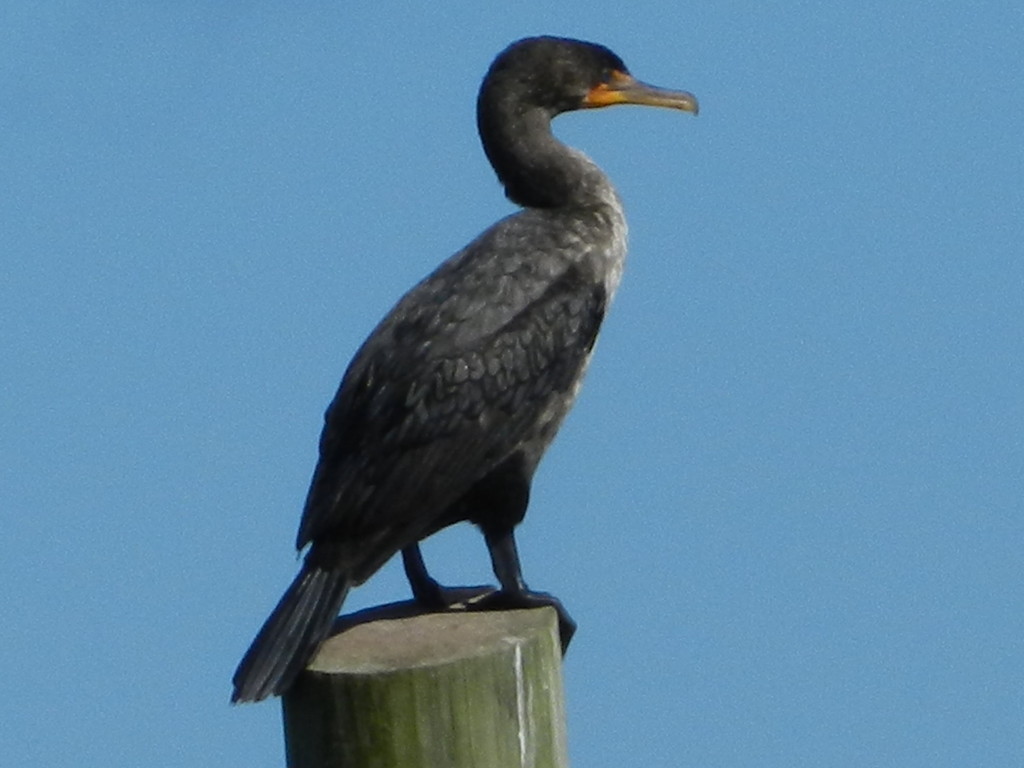 Double-crested Cormorant from Cumberland County, NS, Canada on August ...