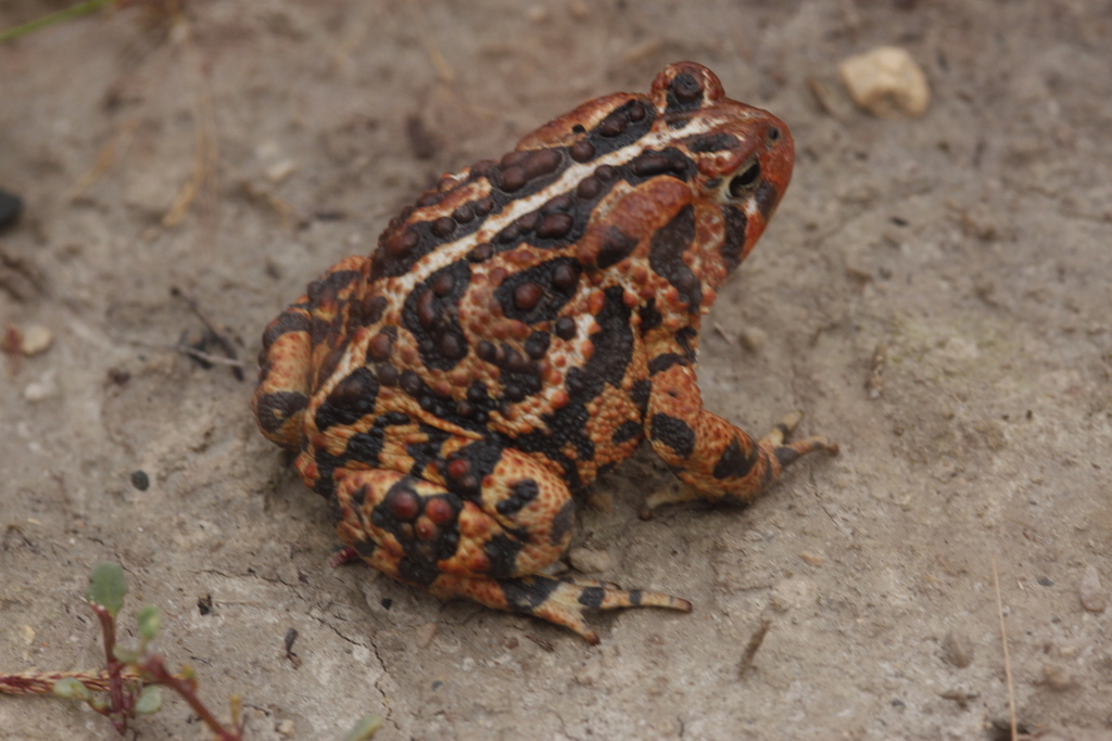 Hudson Bay American Toad in July 2023 by Dan · iNaturalist