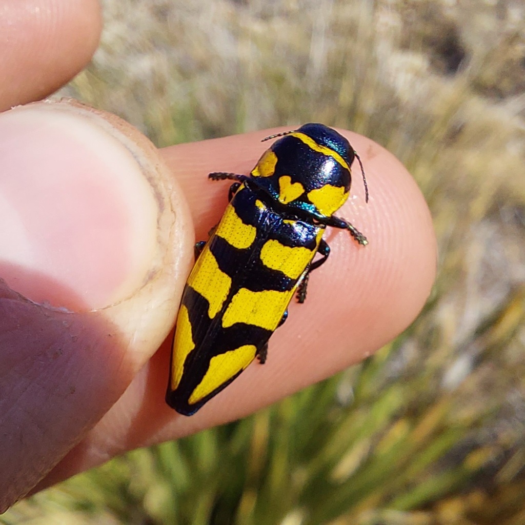 Thrincopyge alacris from Chaves County, NM, USA on July 25, 2023 at 04: ...