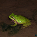 Lemon-yellow Tree Frog (Hyla savignyi) · iNaturalist