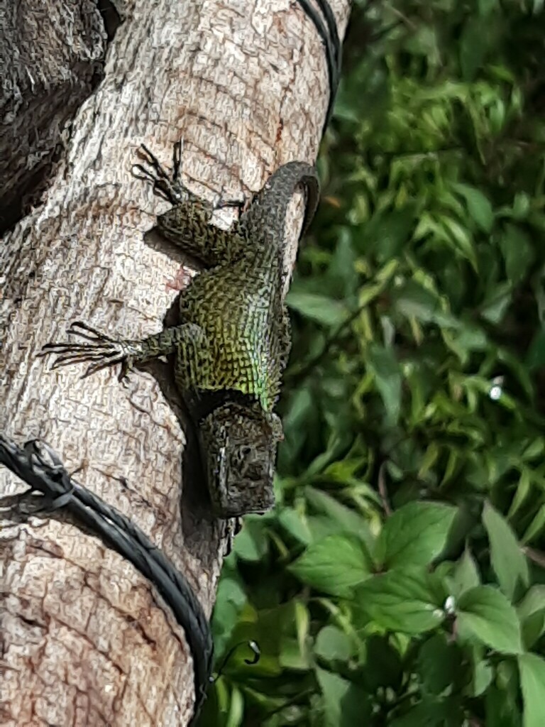 Guatemalan Emerald Spiny Lizard from Salame, Guatemala on July 22, 2023 ...