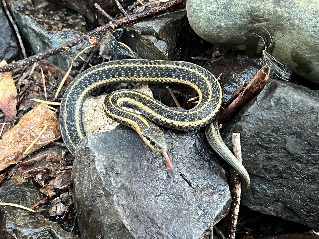 Northwestern Garter Snake from 117 Pl SE, Newcastle, WA, US on July 25 ...