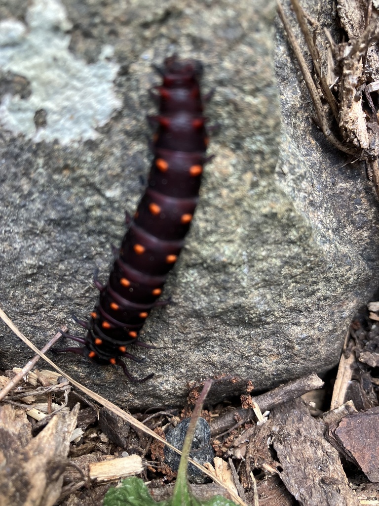 Pipevine Swallowtail from Mt Bolus Rd, Chapel Hill, NC, US on July 25 ...