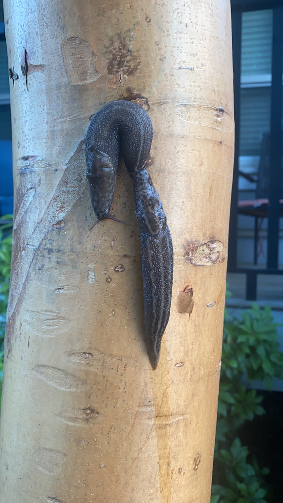 Leopard Slug from Surrey on July 25, 2023 at 08:09 PM by Ash · iNaturalist