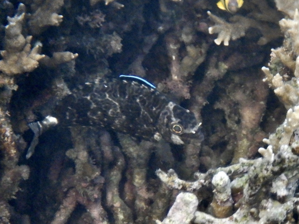 Black Rabbitfish from Sumiyocho Oaza Gusuku, Amami, Kagoshima 894-1111 ...