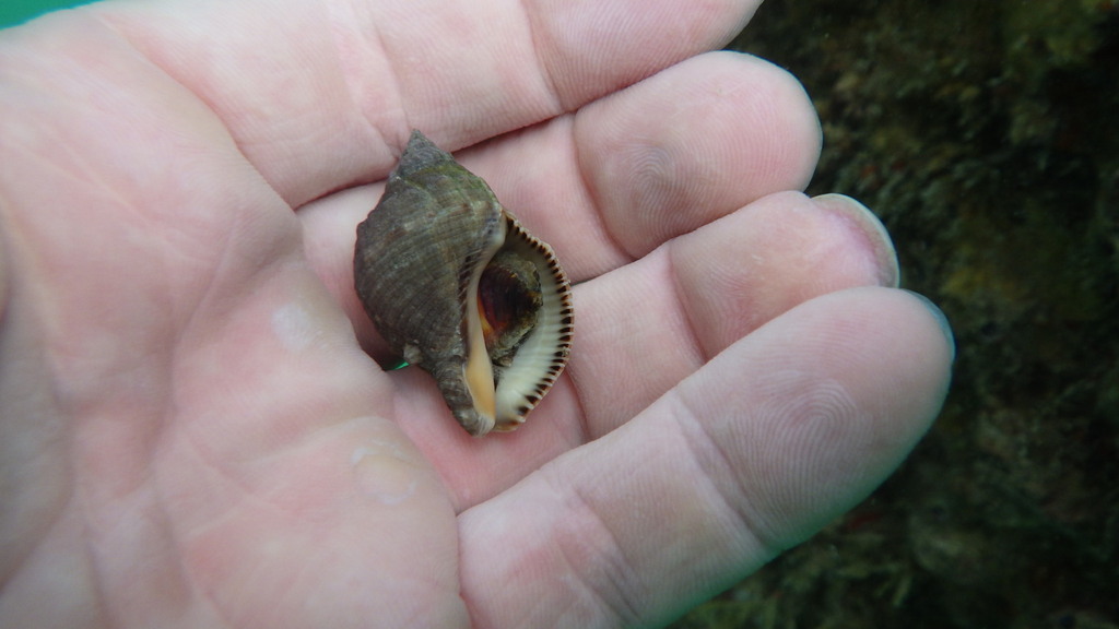 Florida Rock Shell from Tequesta, FL 33469, USA on July 22, 2023 at 01: ...