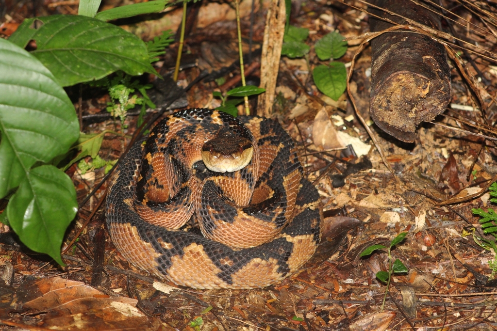 South American Bushmaster in July 2023 by German Coisffman · iNaturalist