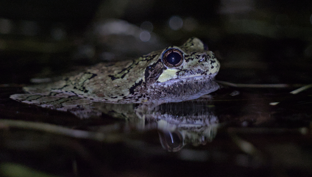 Gray Treefrog from St. Andrews, NB E5B, Canada on July 1, 2023 at 12:09 ...