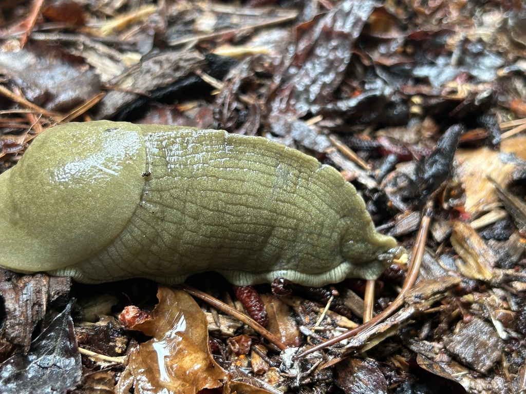 Pacific Banana Slug from Richmond Nature Park, Richmond, BC, CA on July ...