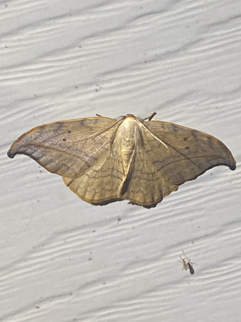 Arched Hooktip Moth in July 2023 by Lissa Deslandes · iNaturalist