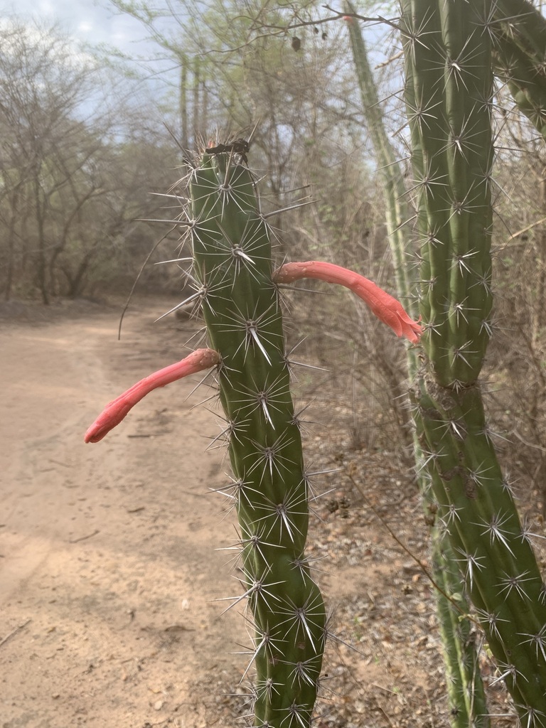 Octopus Cactus in July 2023 by Rosario Mares Gracia · iNaturalist