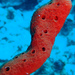 Scattered Pore Rope Sponge (Amphimedon nodosa) · iNaturalist