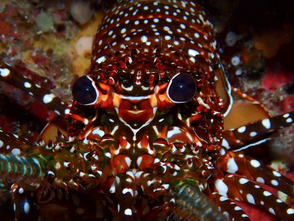 Spotted Spiny Lobster from West Bay, Cayman Islands on July 22, 2023 at ...