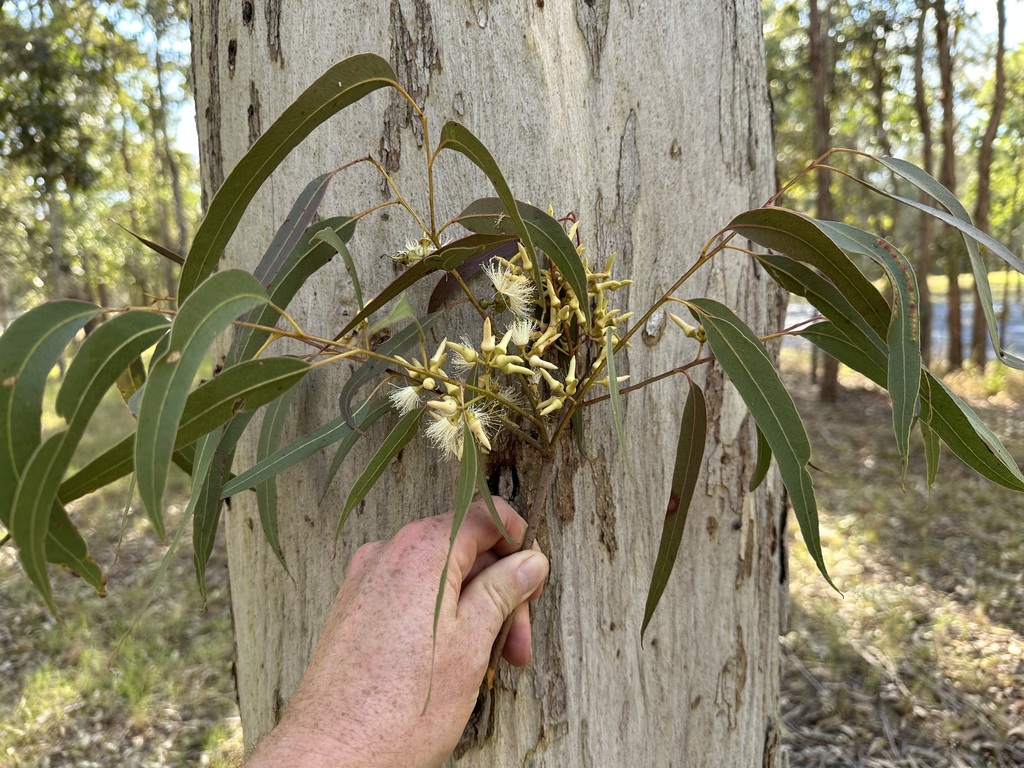Forest red gum in July 2023 by cwelden_ecp · iNaturalist