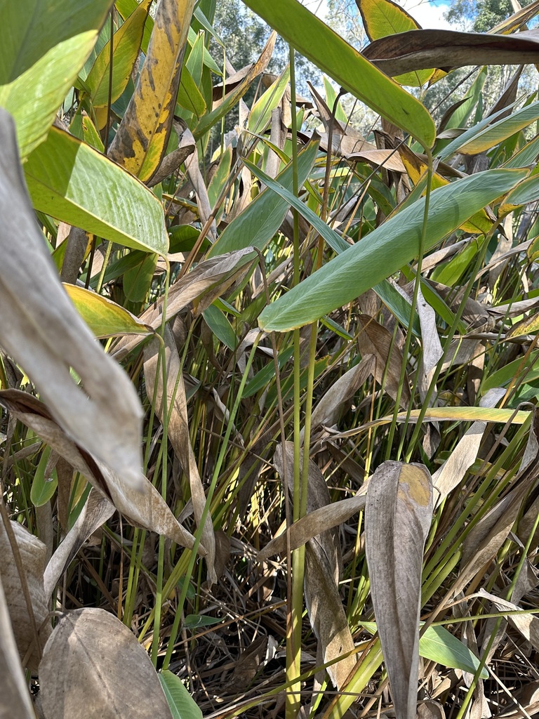 alligator flag in July 2023 by cwelden_ecp · iNaturalist