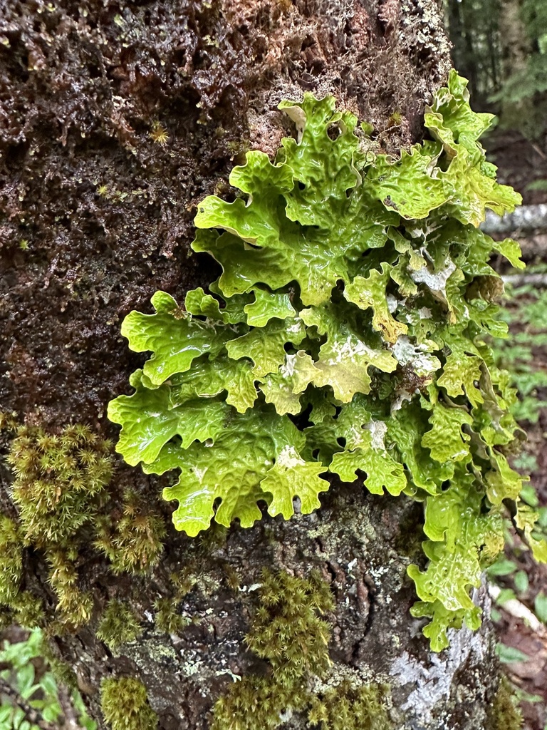 Tree Lungwort from Cape Breton Island, Cape Breton, NS, CA on July 23 ...