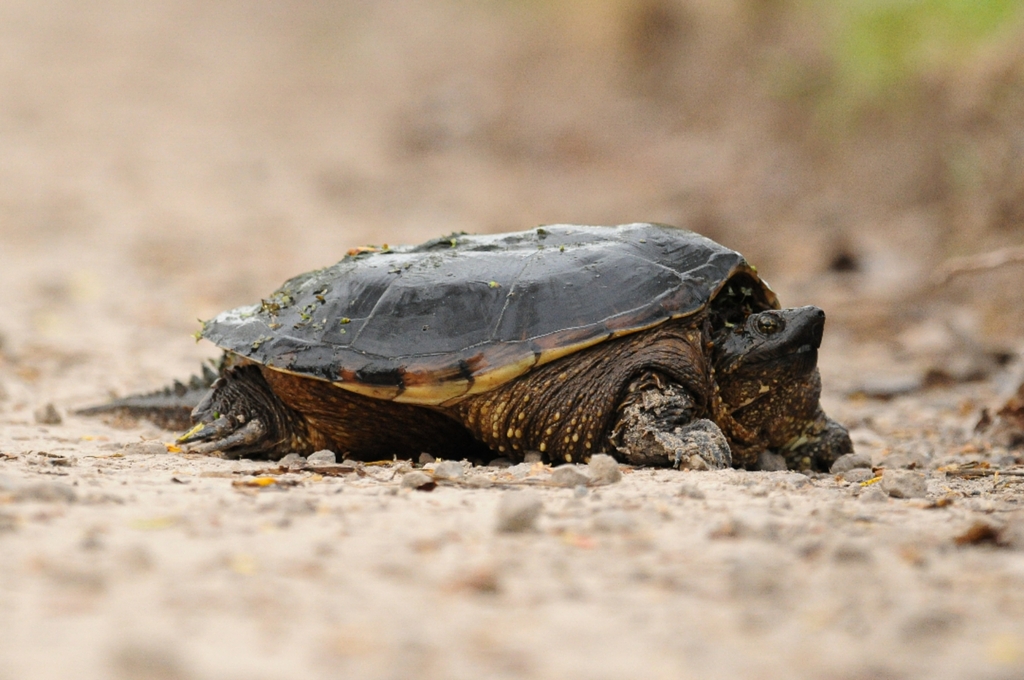 Common Snapping Turtle from Algonquin Park on June 16, 2022 by Annika ...
