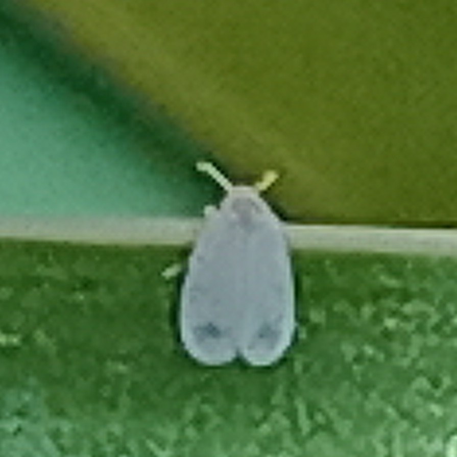 Whiteflies in July 2023 by Anayeli Guzmán Enríquez · iNaturalist