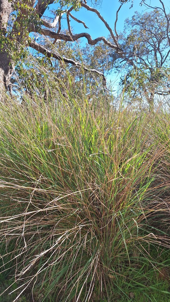 thatching grass from Perth WA, Australia on July 24, 2023 at 11:56 AM ...