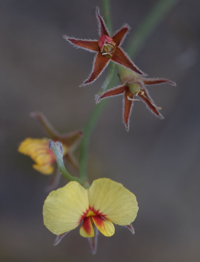 (Jacksonia restioides) - Botanical Realm