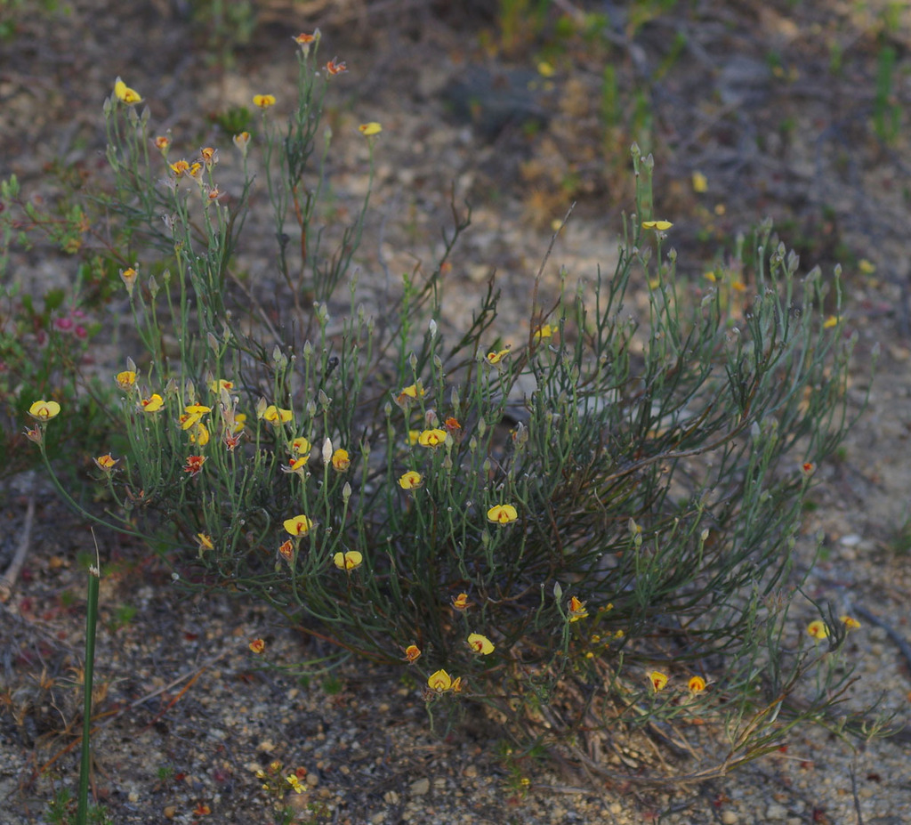 (Jacksonia restioides) - Botanical Realm