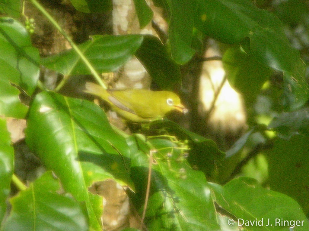 Louisiade White-eye (Zosterops griseotinctus) - Avian Discovery