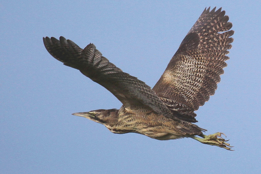 Australasian Bittern in July 2023 by peterlanglands · iNaturalist