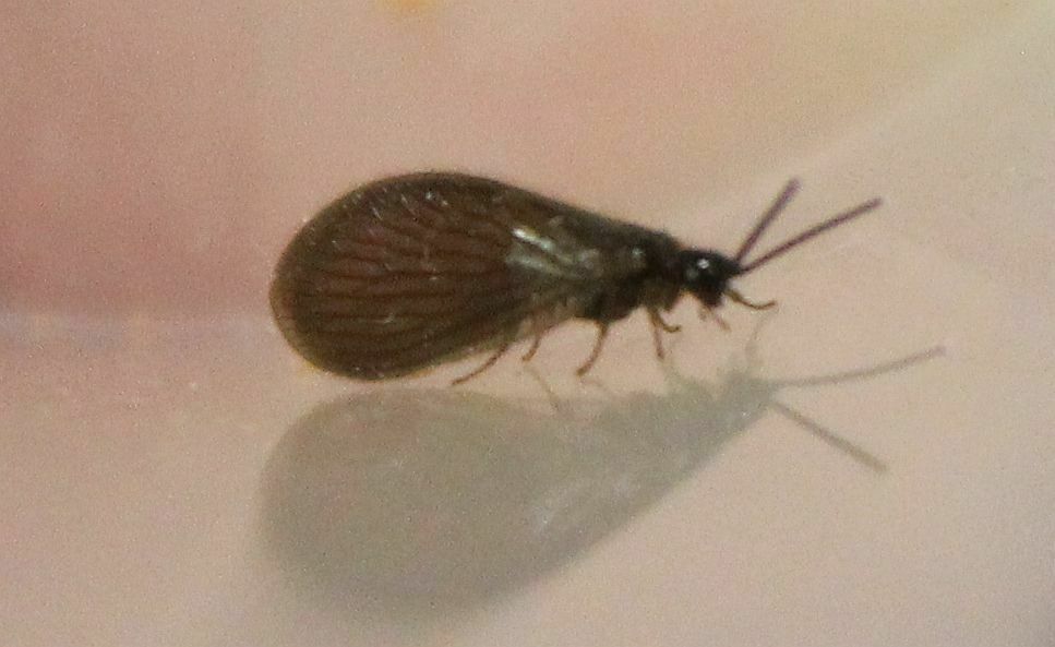 Black Spongillafly from Netherton, Dudley, UK on July 26, 2023 at 06:45 ...