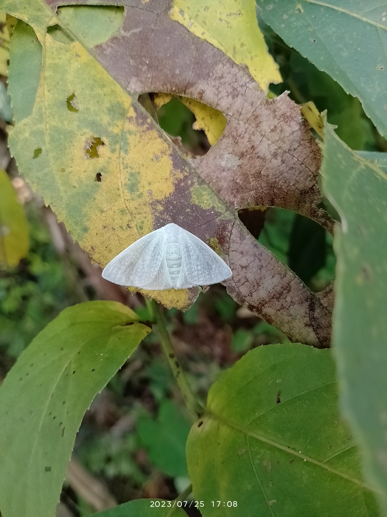 Arctornis from Dopani Pathar, Assam 785671, India on July 25, 2023 at ...