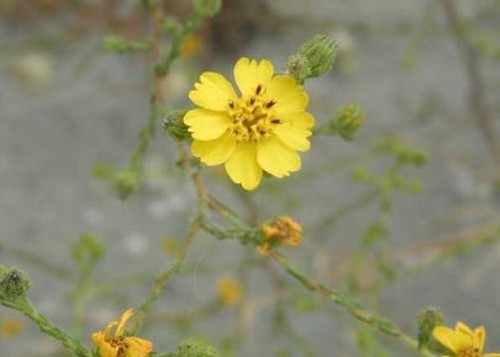 Otay tarplant (Deinandra conjugens)
