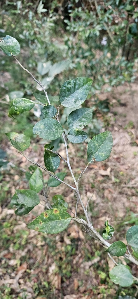 whalebone tree in July 2023 by nswanson_ecp · iNaturalist