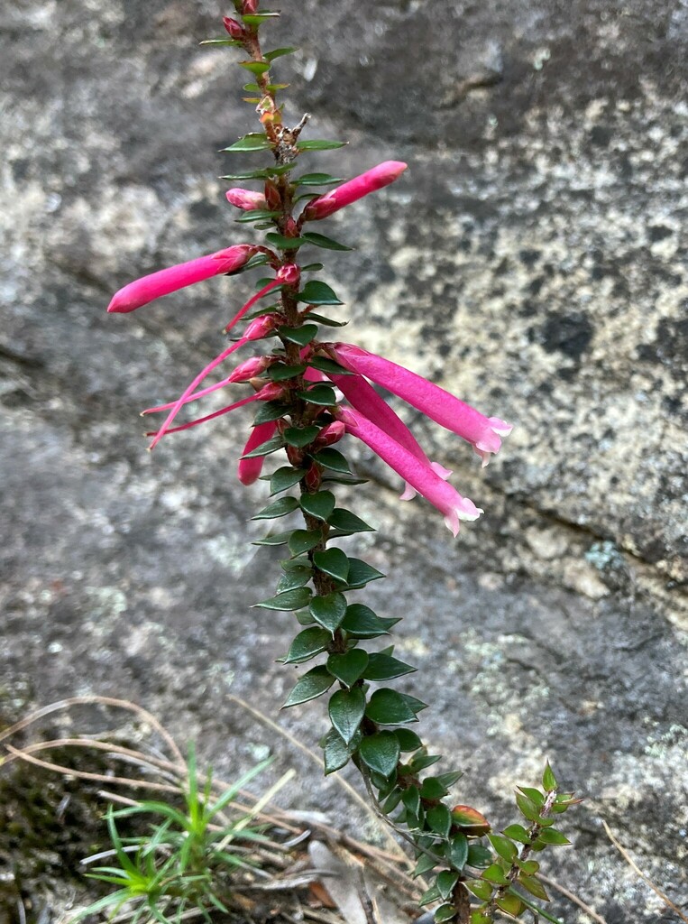 fuchsia heath from Grand Canyon, Blue Mountains National Park, New ...