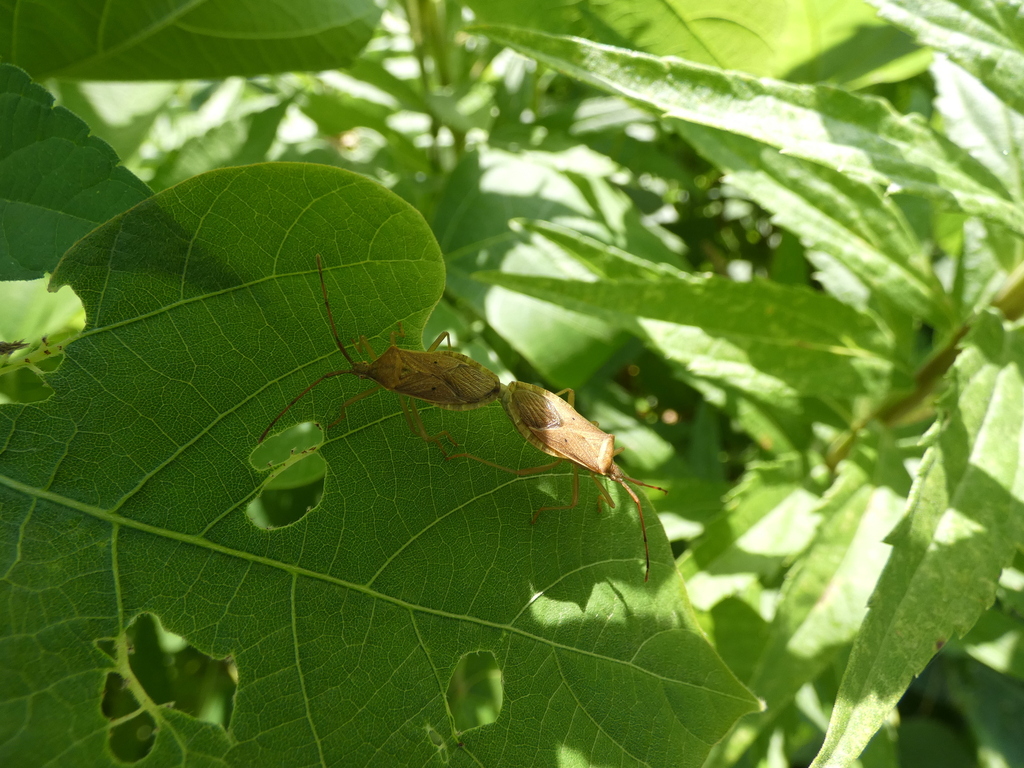 Homoeocerus unipunctatus in August 2021 by necydalis_ · iNaturalist