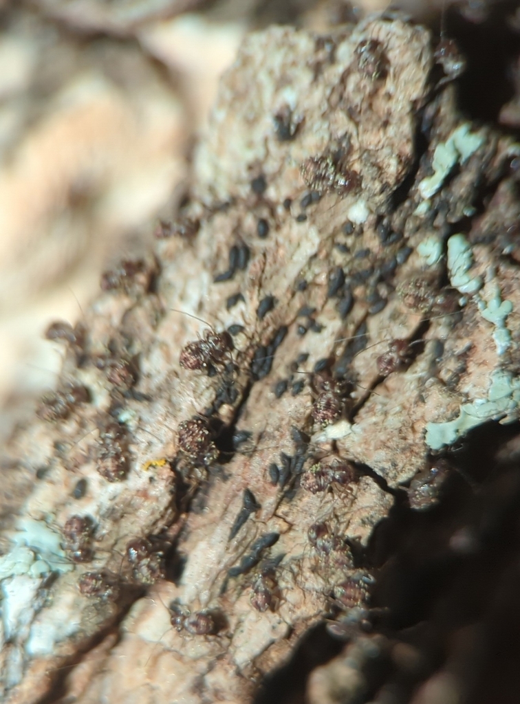 Trogiomorpha in July 2023 by Megan Kossa · iNaturalist