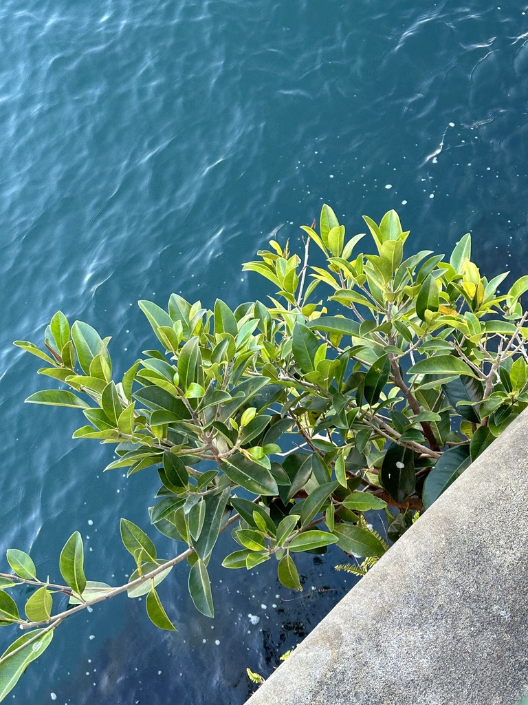 Figs from Sydney Cove/Warrane, Sydney, NSW, AU on July 19, 2023 at 07: ...