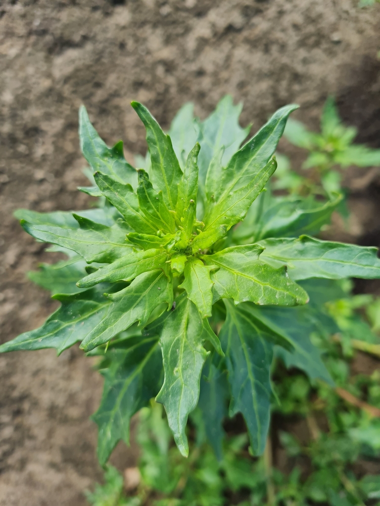 red pigweed from Kazan, Republic of Tatarstan, Россия, 420066 on July ...