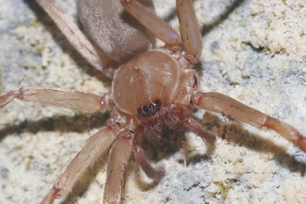 Rocky Canyon Spiders from Mt Charleston, NV 89124, USA on July 14, 2023 ...