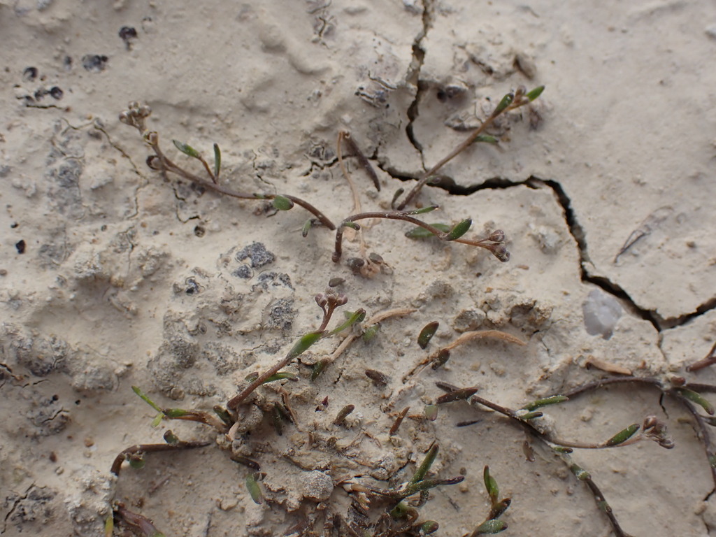 Kirk's Scurvy Grass in December 2022 by Jane Gosden · iNaturalist