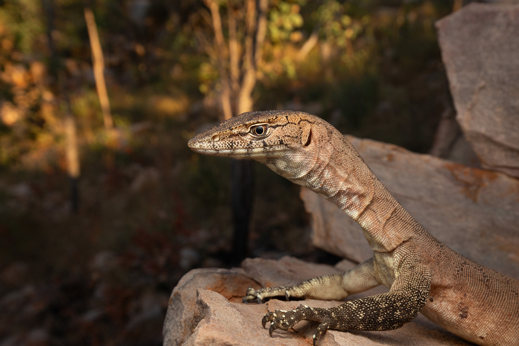 Black-palmed Rock Monitor from Wilton NT 0852, Australia on June 16 ...