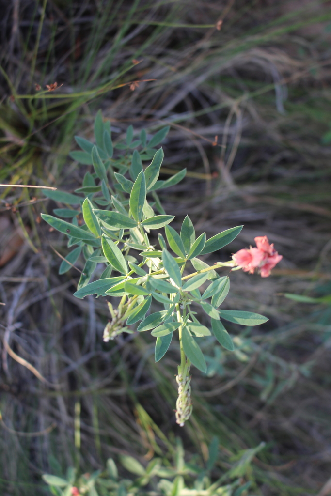 Canary Indigo from Kwelera on May 19, 2023 at 10:45 AM by Nondumiso ...
