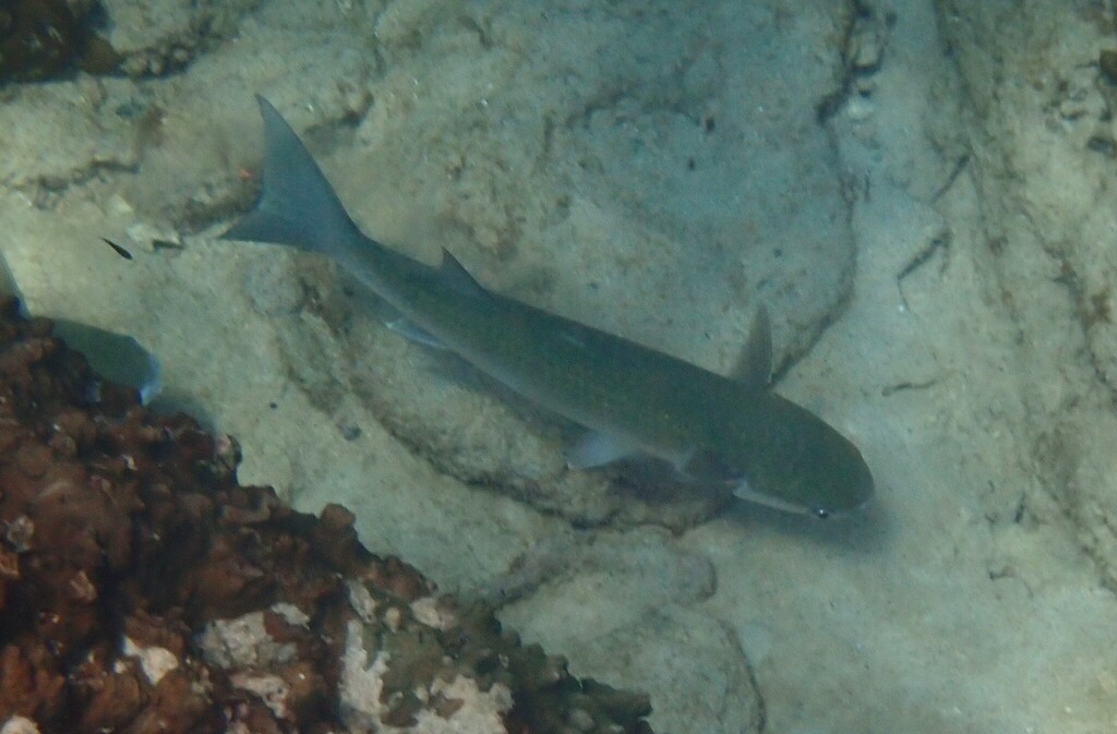 Greenback Mullet from Ko Tao, Surat Thani, Thailand on March 7, 2023 at ...