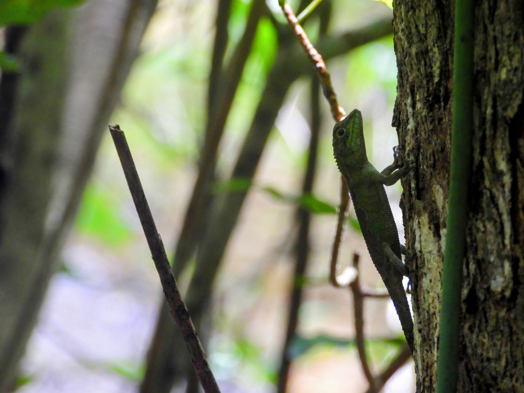 Diploderma polygonatum polygonatum in July 2023 by Sundar Lakshmanan ...