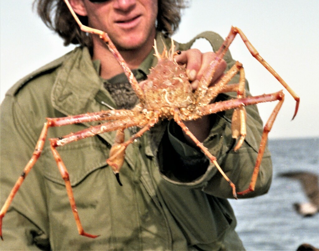 Antlered Crab from Canterbury, New Zealand on April 10, 1992 at 09:04 ...