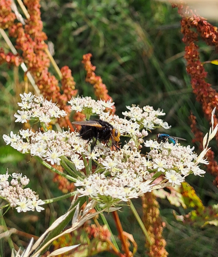 Yellow-faced Fly from Nant Y Garth, Church Hill, Glyn Ceriog, Glyn ...