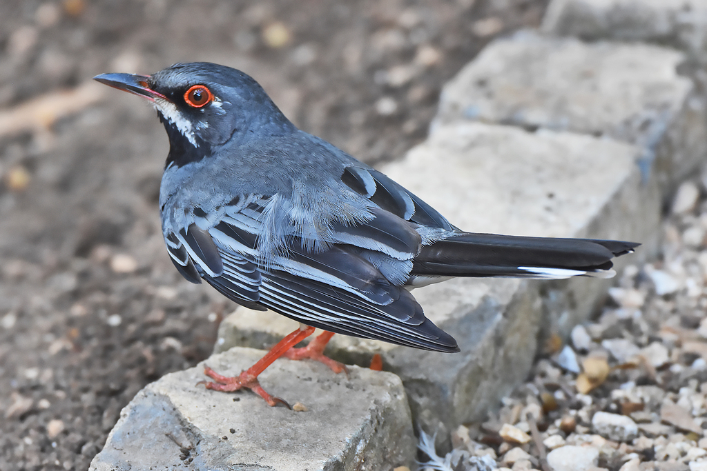 Red-legged Thrush from Havana, Cuba on April 20, 2017 at 11:33 AM by ...