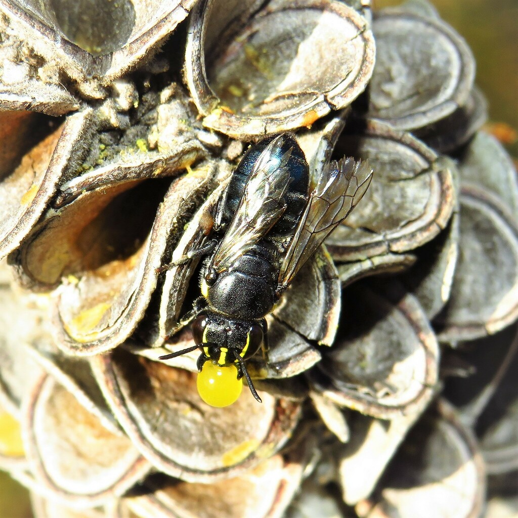 Banksia Masked Bee from Bermagui NSW 2546, Australia on July 26, 2023 ...