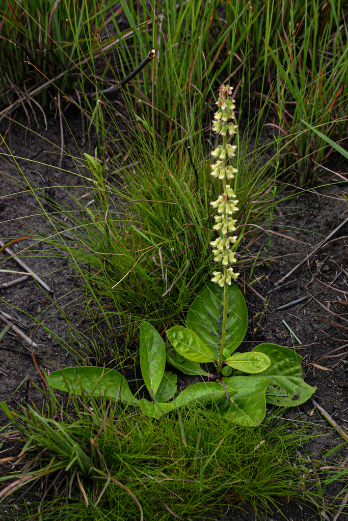 (Orthosiphon allenii) - Botanical Realm