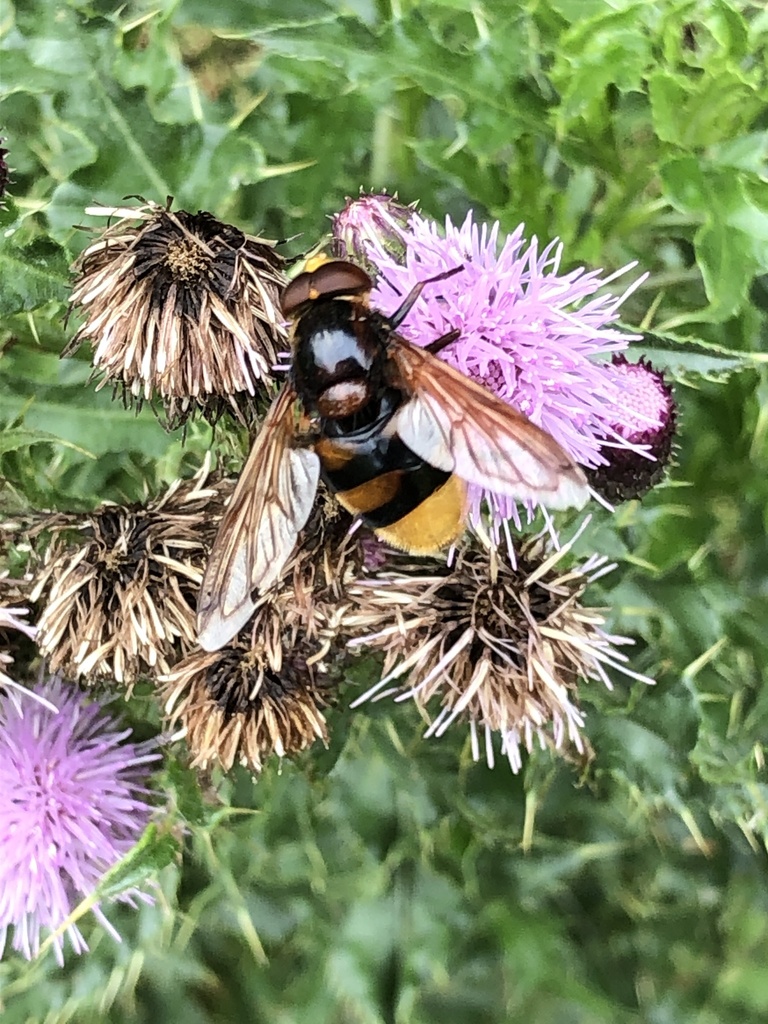 Hornet Mimic Hover Fly from Station Road, Sidmouth, England, GB on July ...