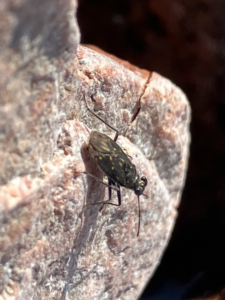 Shore bugs from Loch Ness, Inverness, Scotland, GB on July 26, 2023 at ...