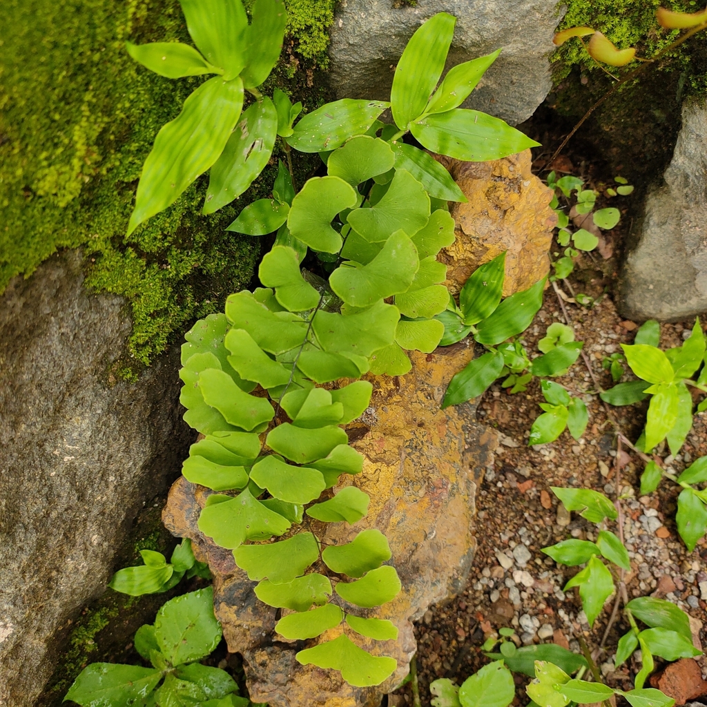 Walking Maidenhair Fern from Bajarang Garh Fort, Guna on July 25, 2023 ...